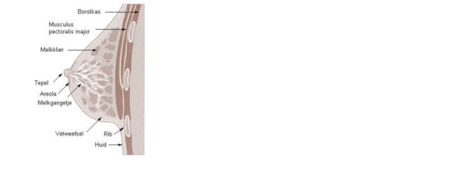 Gynaecologische oncologie en borstpathologie | AZ Diest